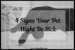 4 Signs Your Pet Might Be Sick - What to do about it