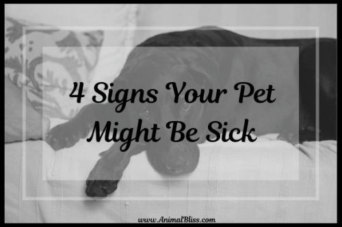 4 Signs Your Pet Might Be Sick - What to do about it