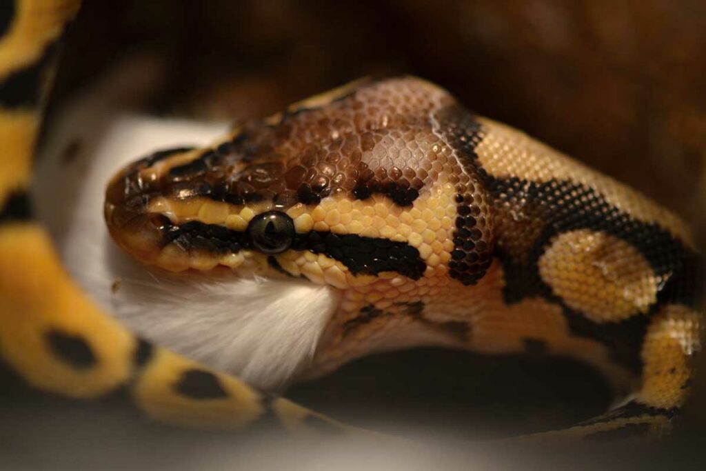 How Often To Feed Your Ball Python & What To Give Them