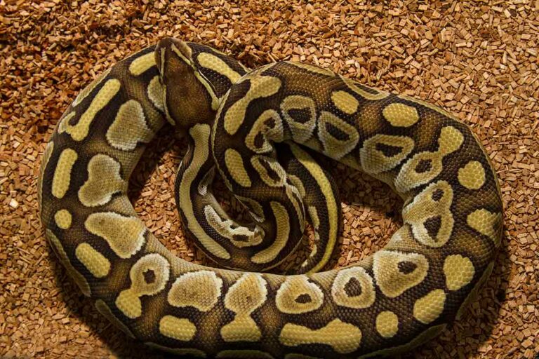 How Long Do Pythons Live In Captivity?