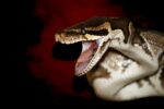 How Does A Snake Breathe? (Everything You Need To Know)