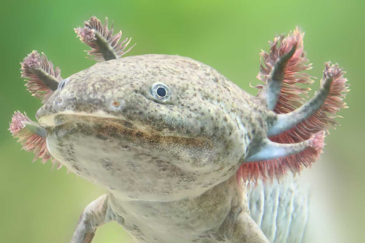 How Much Does It Cost To Buy And Care For An Axolotl 