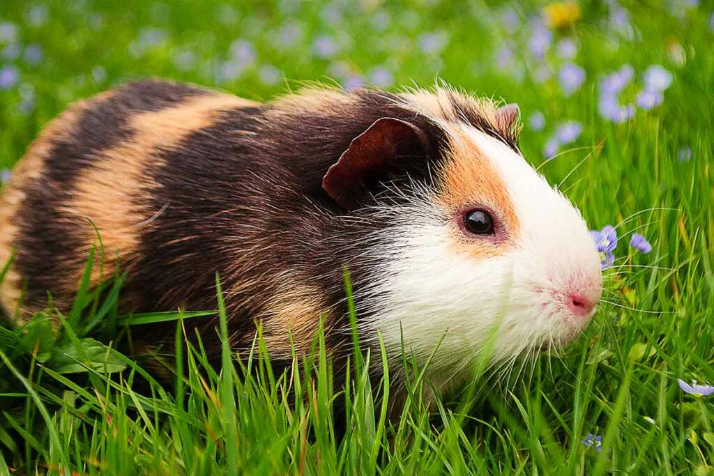 Can Guinea Pigs Eat Potatoes? Foods To Avoid