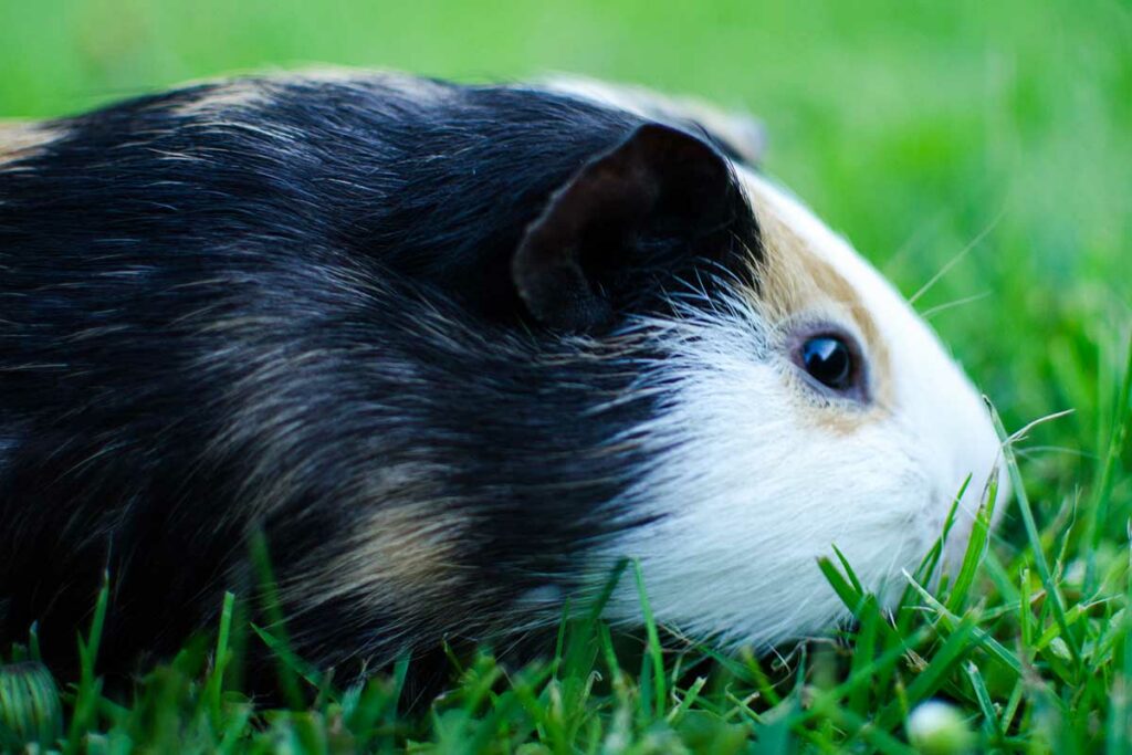 Why Do Guinea Pigs Purr? (Understanding This Behavior)
